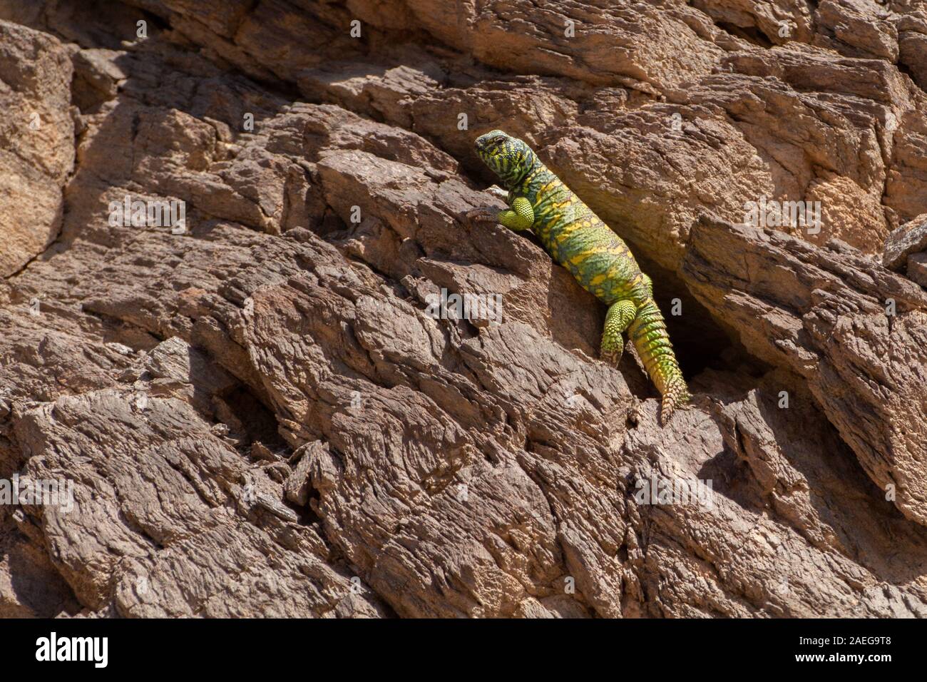 Male Ornate Mastigure (Uromastyx ornata) is one of the most colorful ...