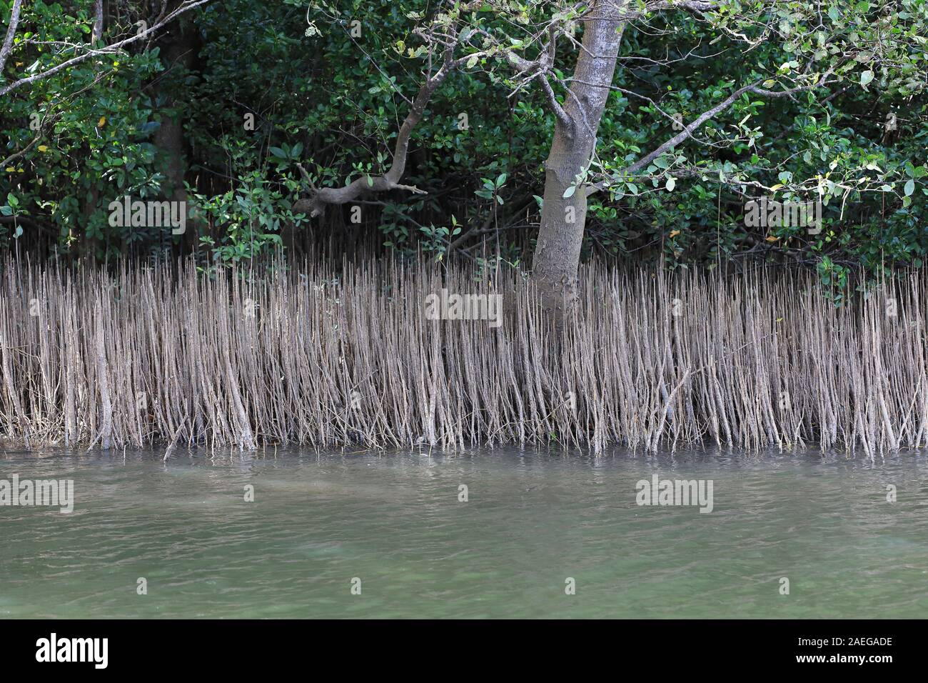 Mangrove rainforest high trees hi-res stock photography and images - Alamy