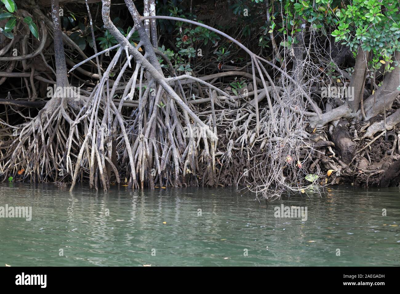 Mangrove trees at the shore of the Daintree river on the east coast of ...
