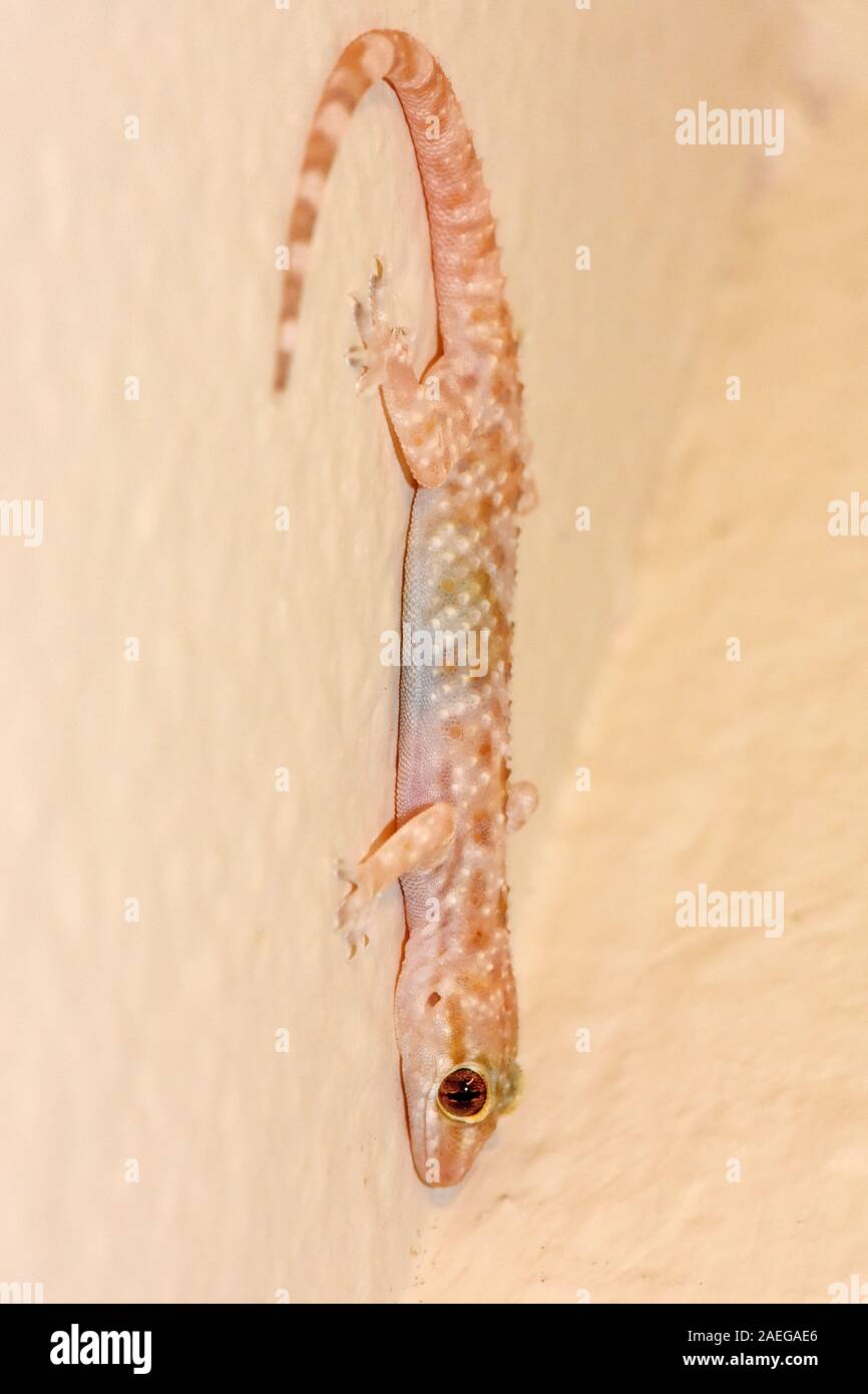Mediterranean house gecko hi-res stock photography and images - Alamy