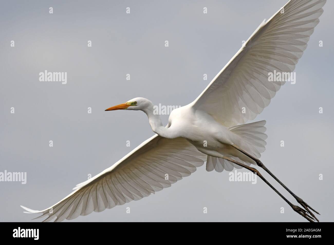 Great egret ardea alba flying Stock Photo - Alamy