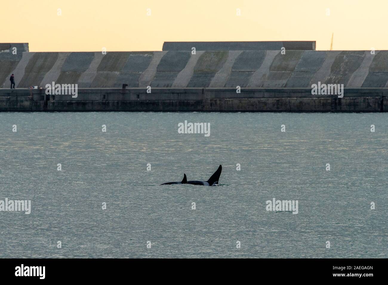 Orca killer whale in mediterranean sea inside Genoa Harbor Italy Stock ...