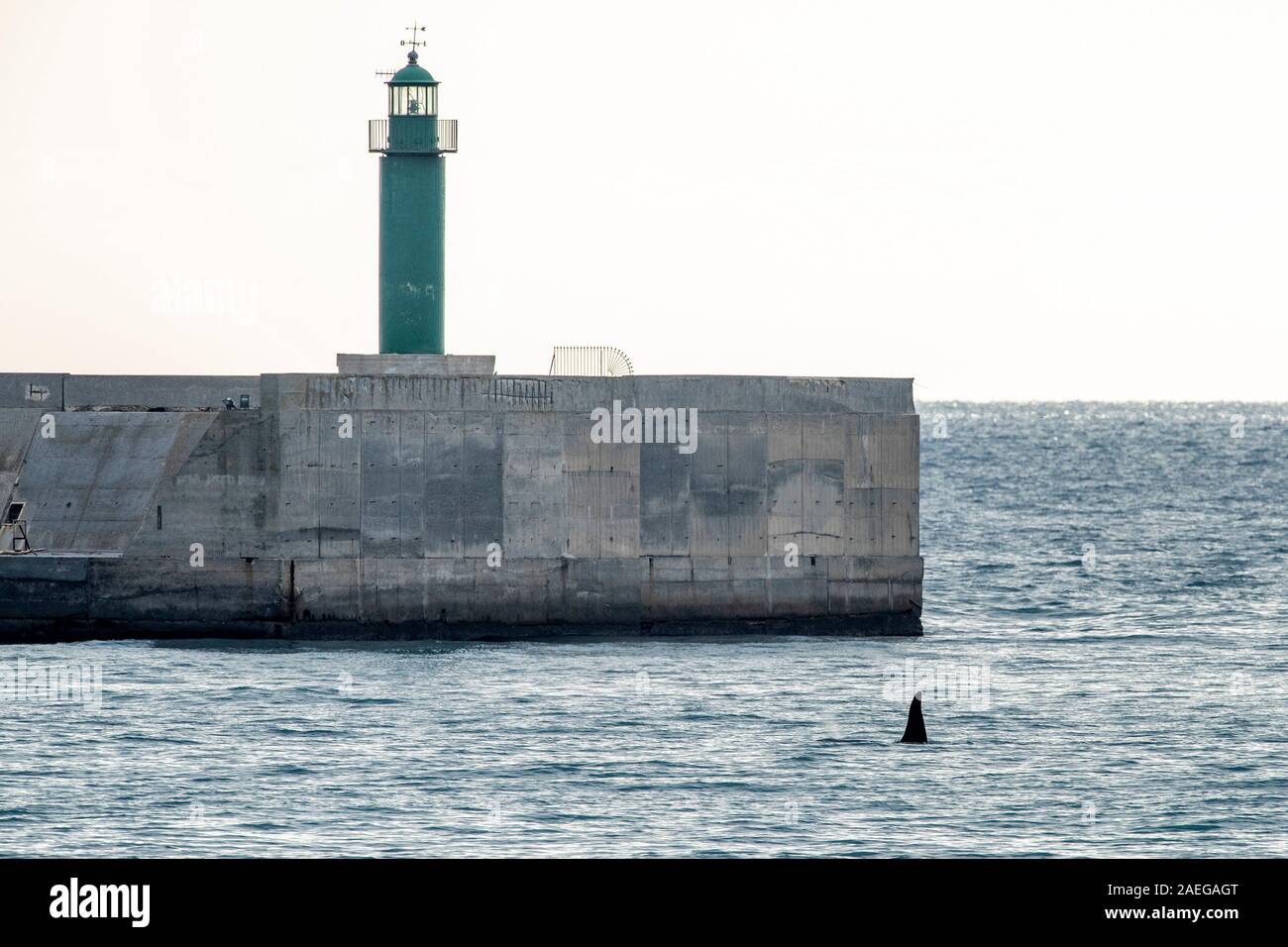 Orca killer whale in mediterranean sea inside Genoa Harbor Italy Stock ...
