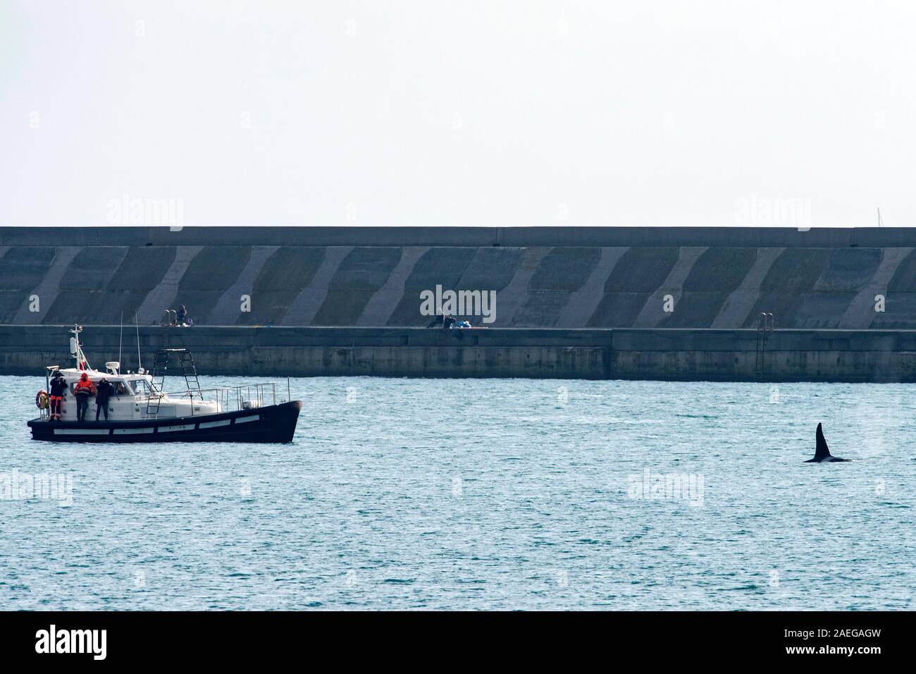 Orca killer whale in mediterranean sea inside Genoa Harbor Italy Stock ...