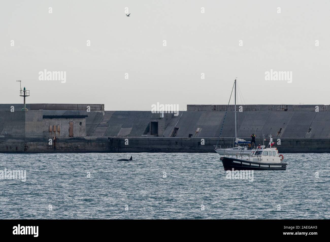 Orca orcinus orca tail slapping hi-res stock photography and images - Alamy