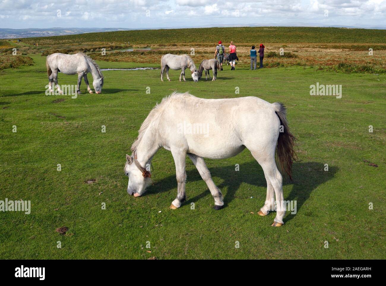 Welsh wild ponies hi-res stock photography and images - Alamy