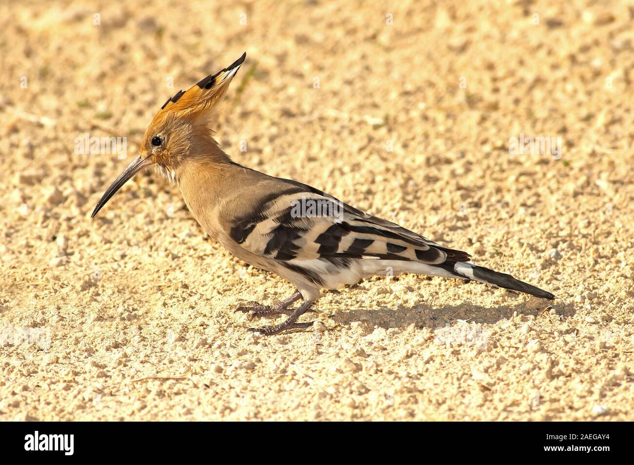 Hoopoe, Upupa epops portrait Stock Photo - Alamy