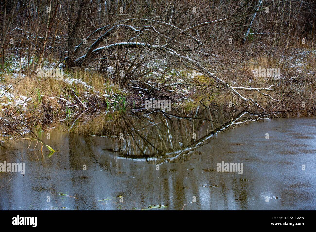 Forest pond at the beginning of winter. Freezing-over Stock Photo - Alamy