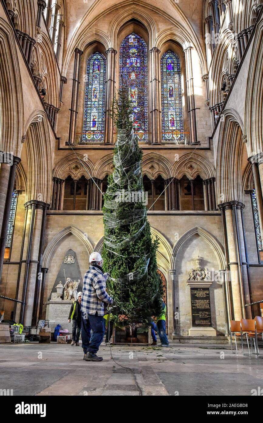 A 33ft tall Norway Spruce Christmas tree is erected inside Salisbury ...