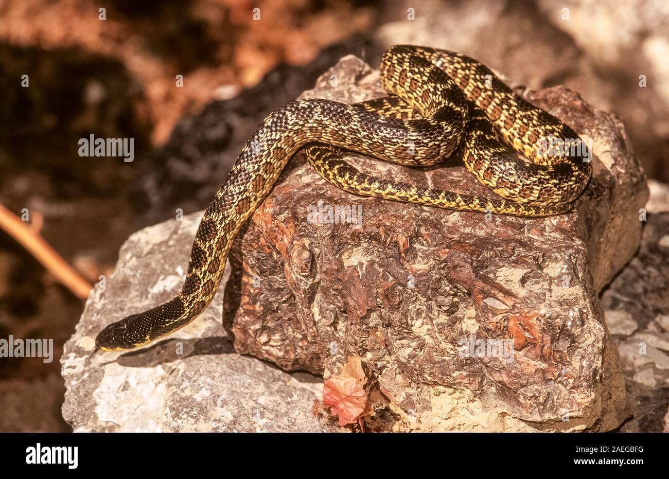 The blotched snake, or eastern fourlined ratsnake (Elaphe sauromates ...
