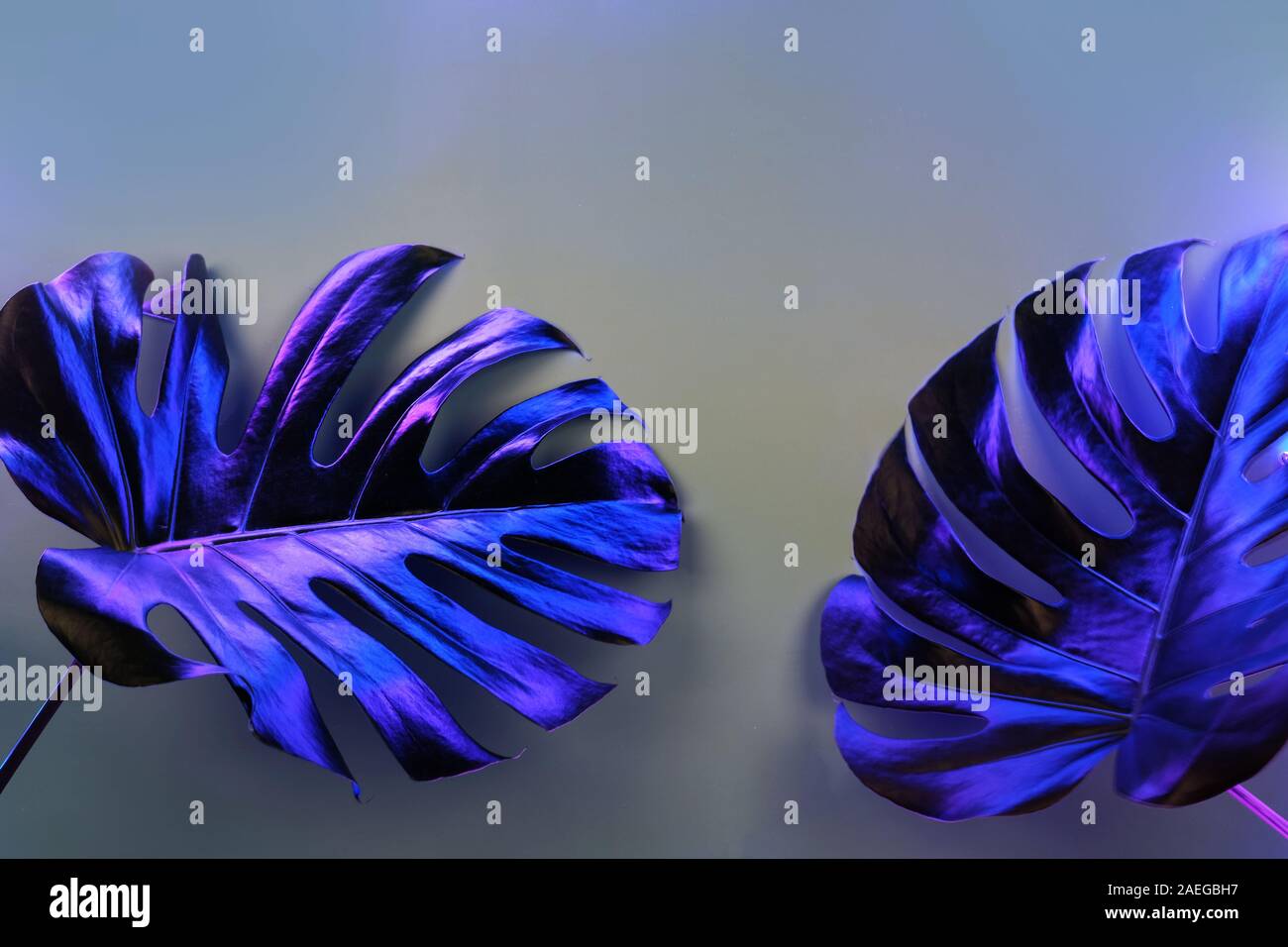 Fresh natural green monstera leaves on grey background in trendy neon ...