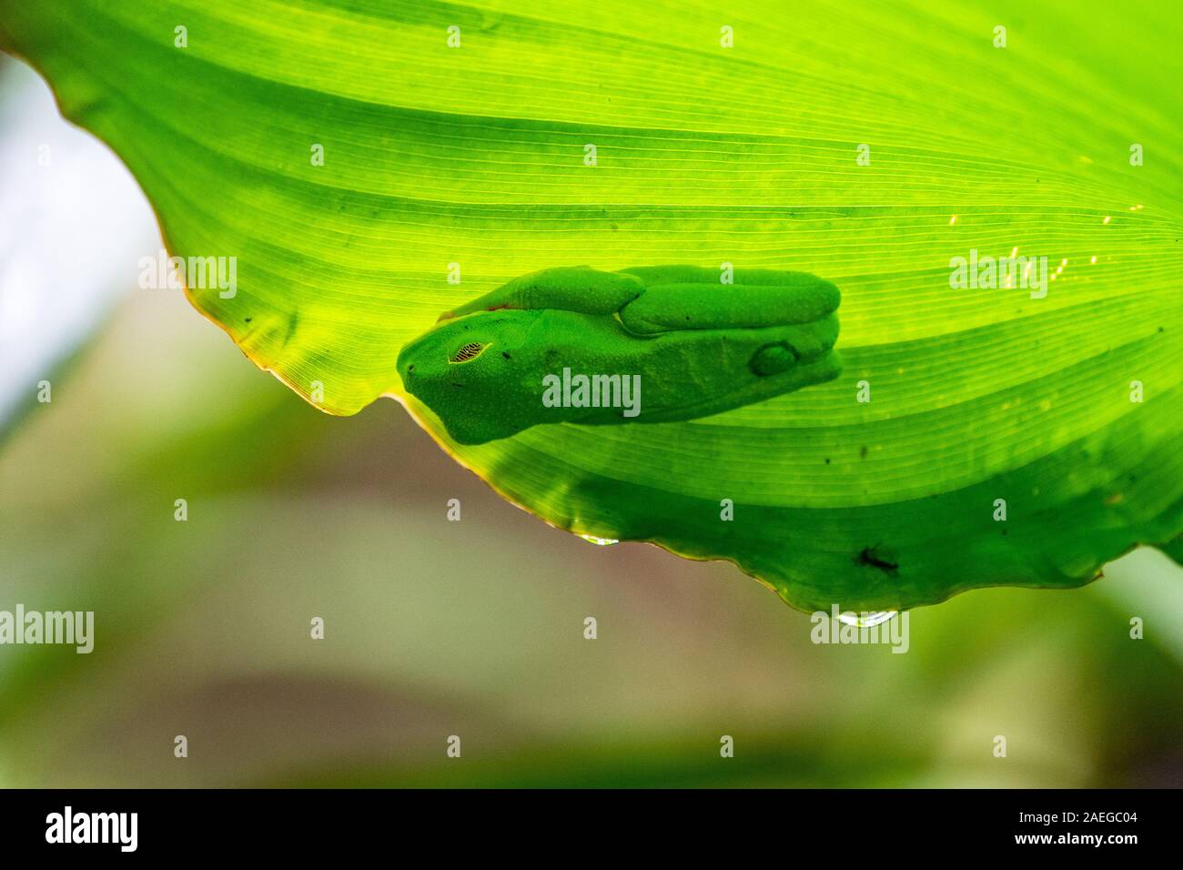 Rain frogs costa rica hi-res stock photography and images - Alamy