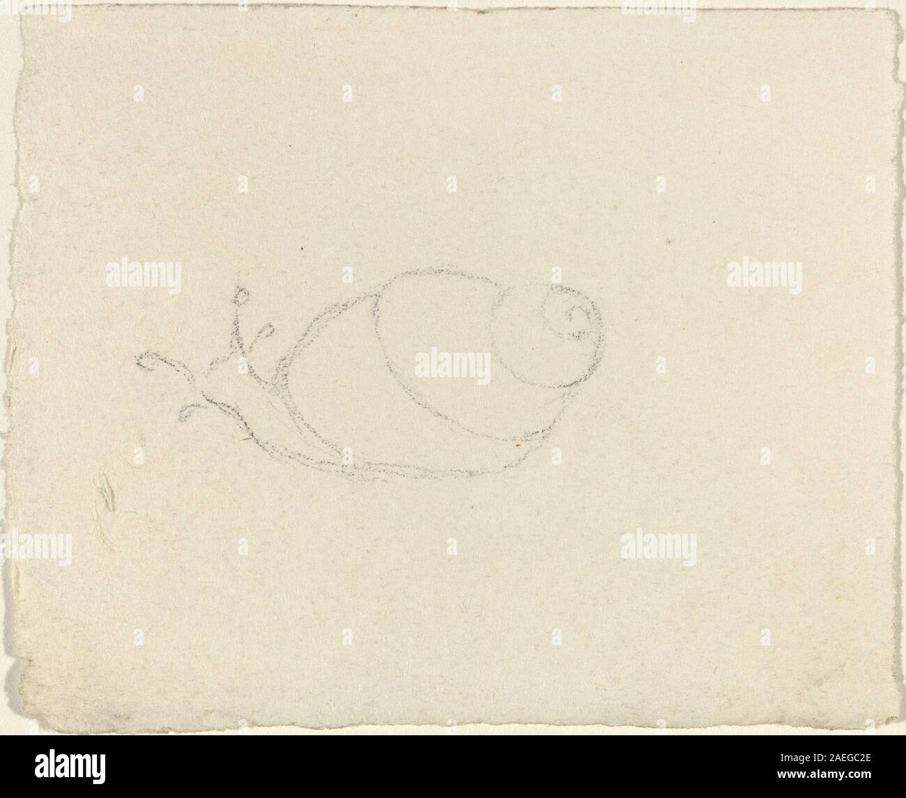 Naturalistic drawings hi-res stock photography and images - Alamy