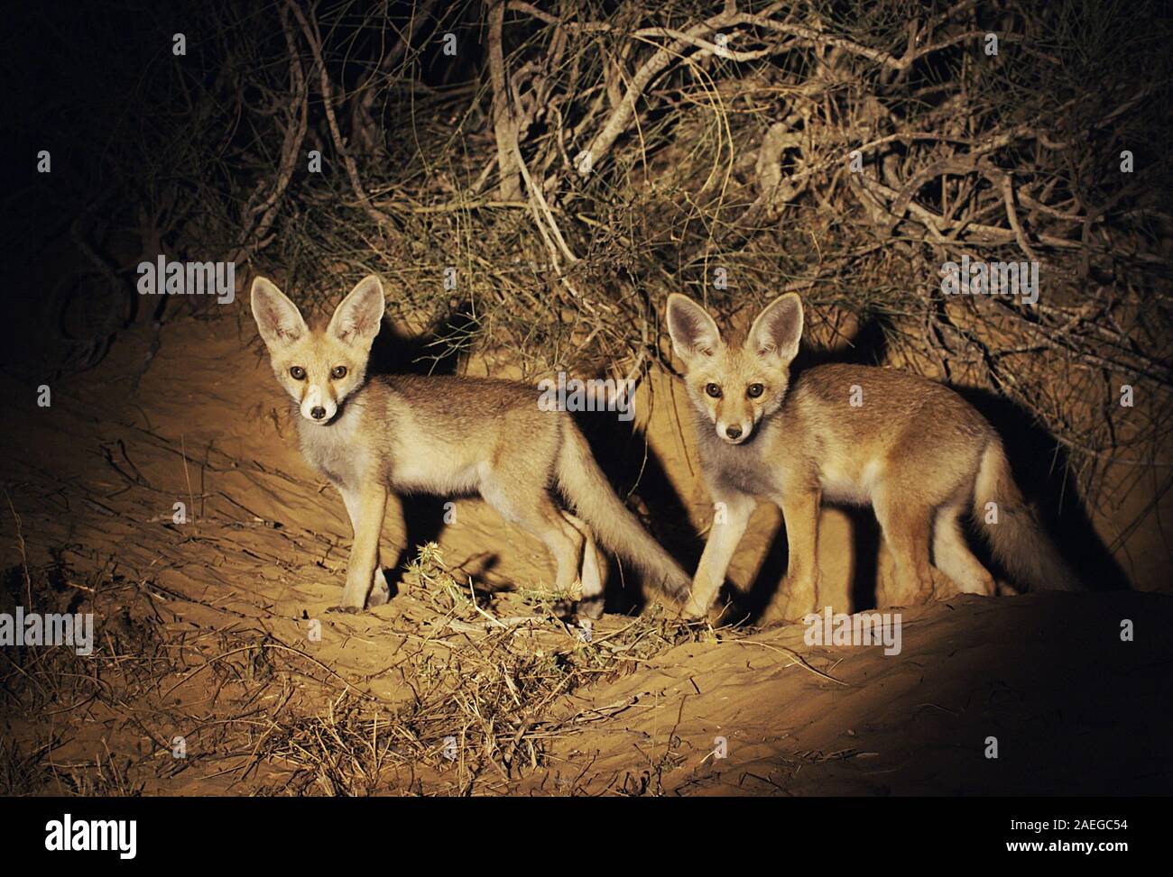 Red Fox (Vulpes vulpes). The Red Fox is the largest of the true foxes ...