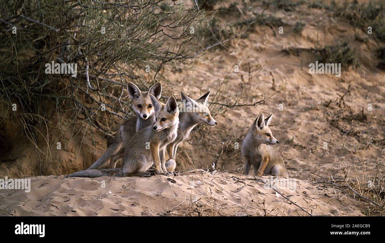 Red Fox (Vulpes vulpes). The Red Fox is the largest of the true foxes ...