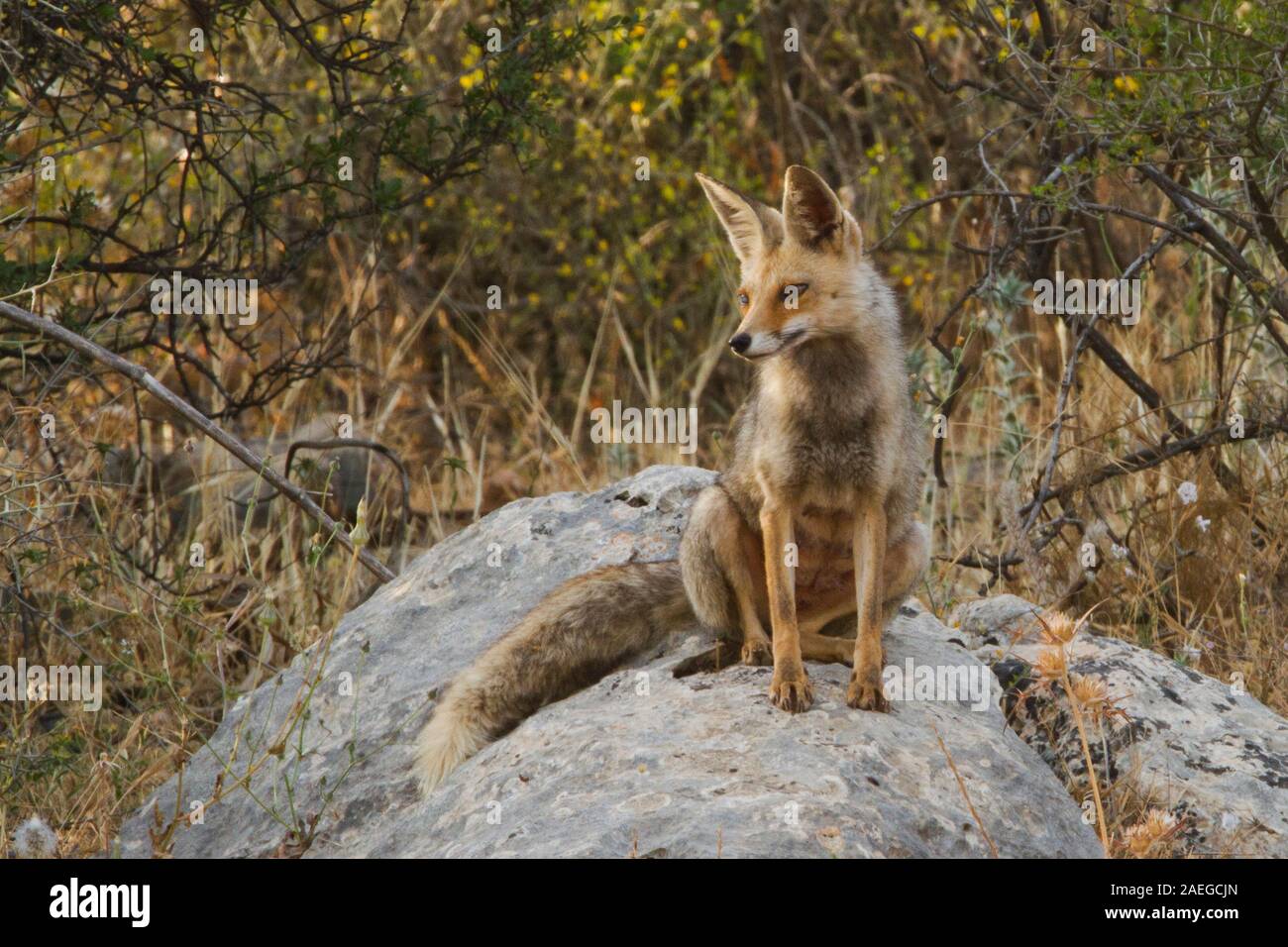 Red Fox (Vulpes vulpes). The Red Fox is the largest of the true foxes ...