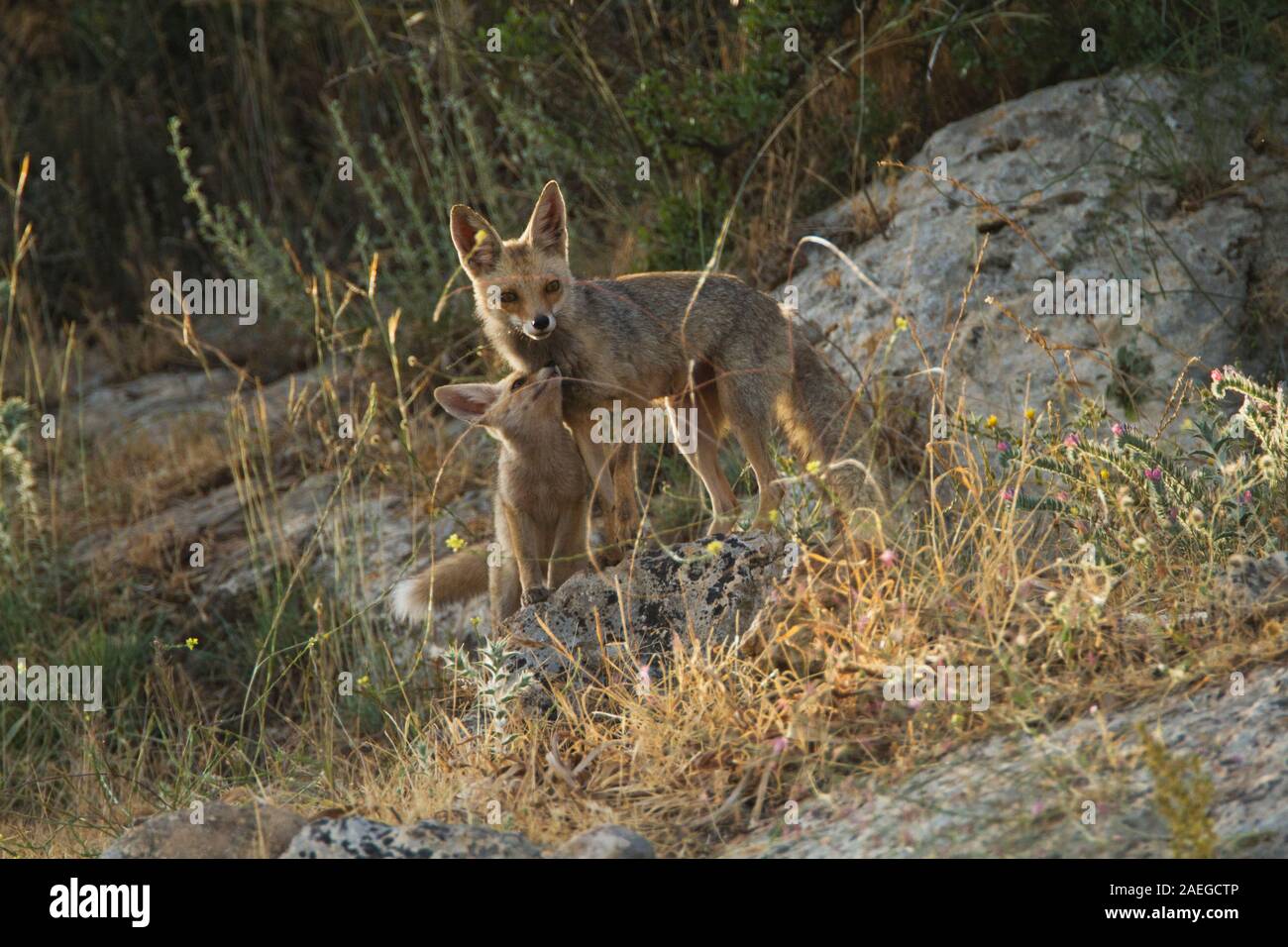 Red Fox (Vulpes vulpes). The Red Fox is the largest of the true foxes ...