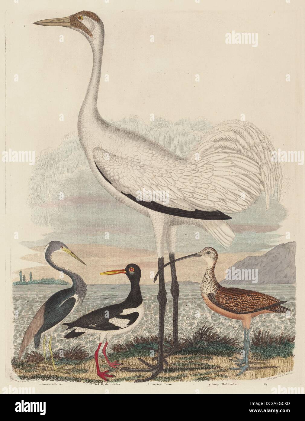 A set of bird illustrations by John G Warnicke after Alexander Wilson ...