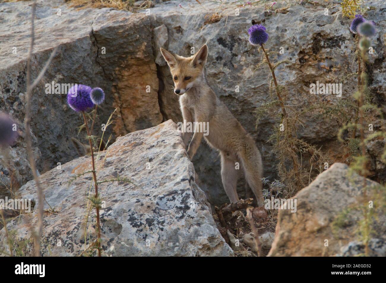 Red Fox (Vulpes vulpes). The Red Fox is the largest of the true foxes ...