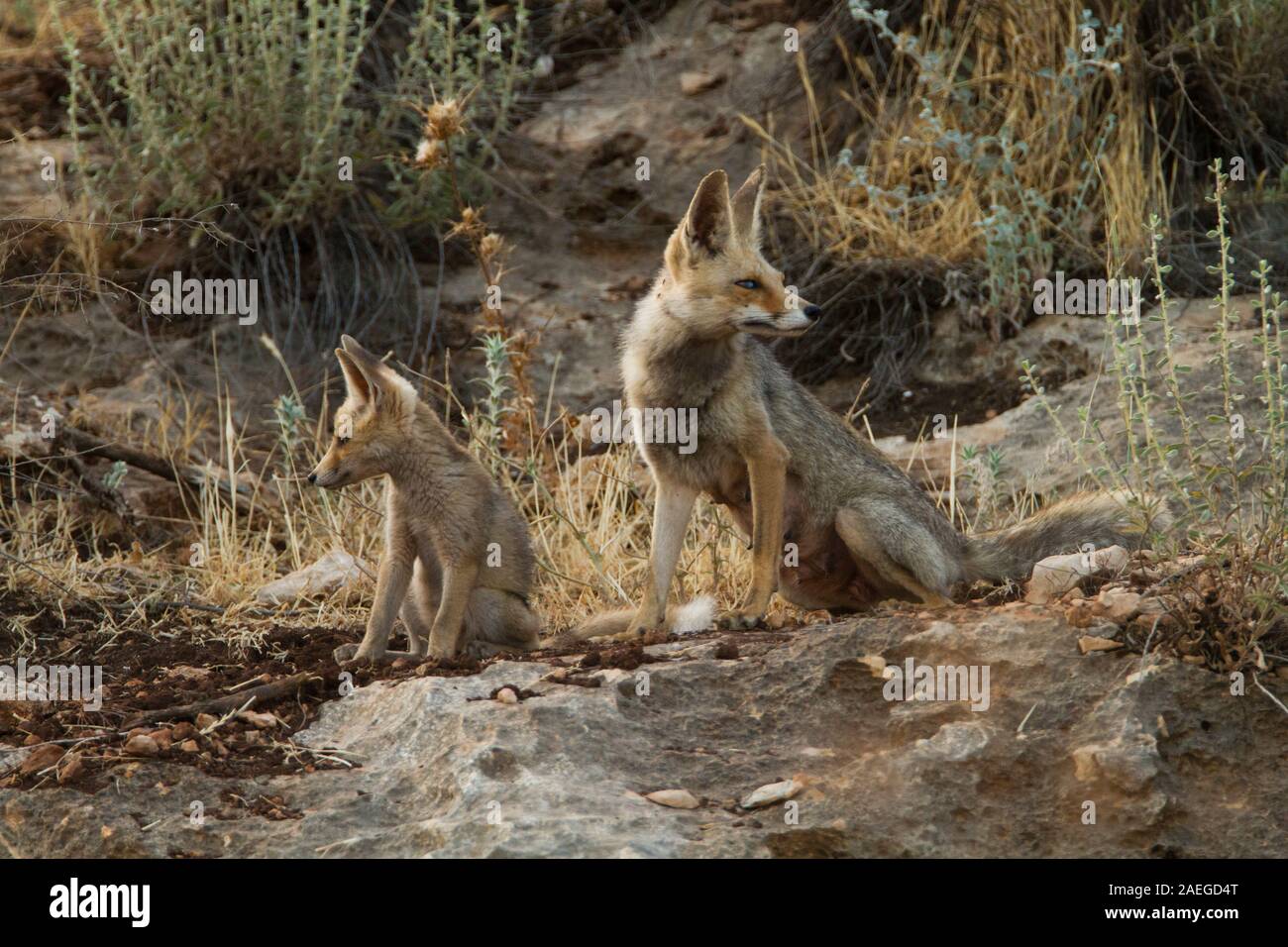 Red Fox (Vulpes vulpes). The Red Fox is the largest of the true foxes ...