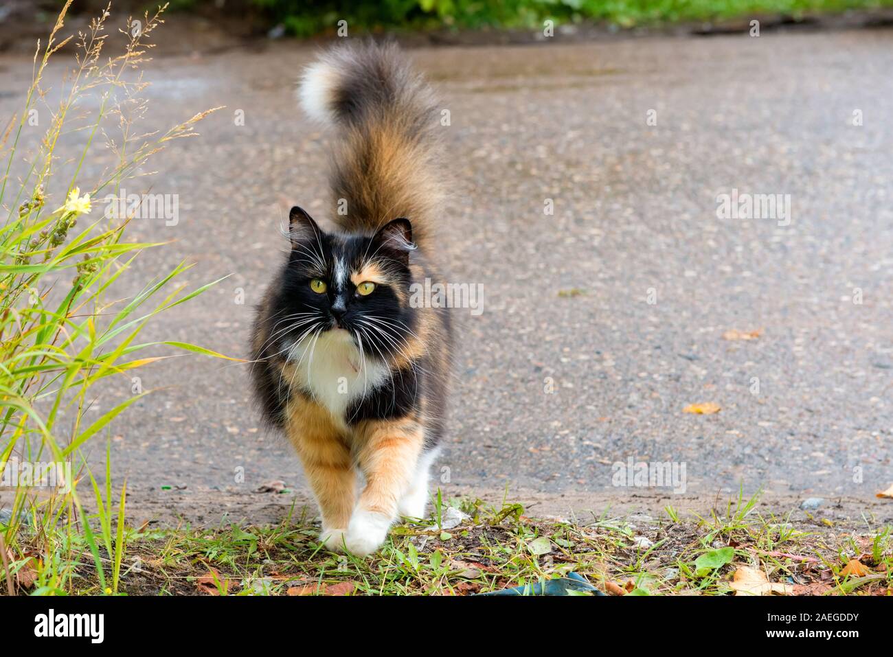 Adult gray cat walks hi-res stock photography and images - Alamy