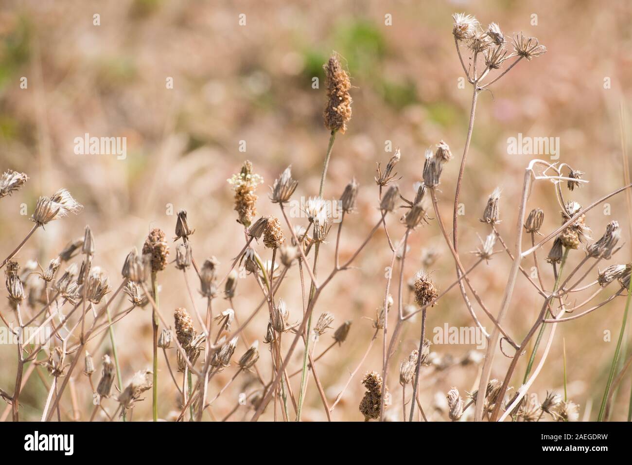 Natural image of wild Grasses Stock Photo - Alamy