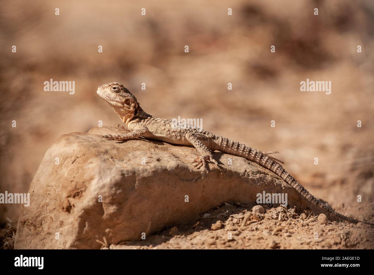 Roughtail rock agama (Laudakia stellio), basking in the sun on a rock ...