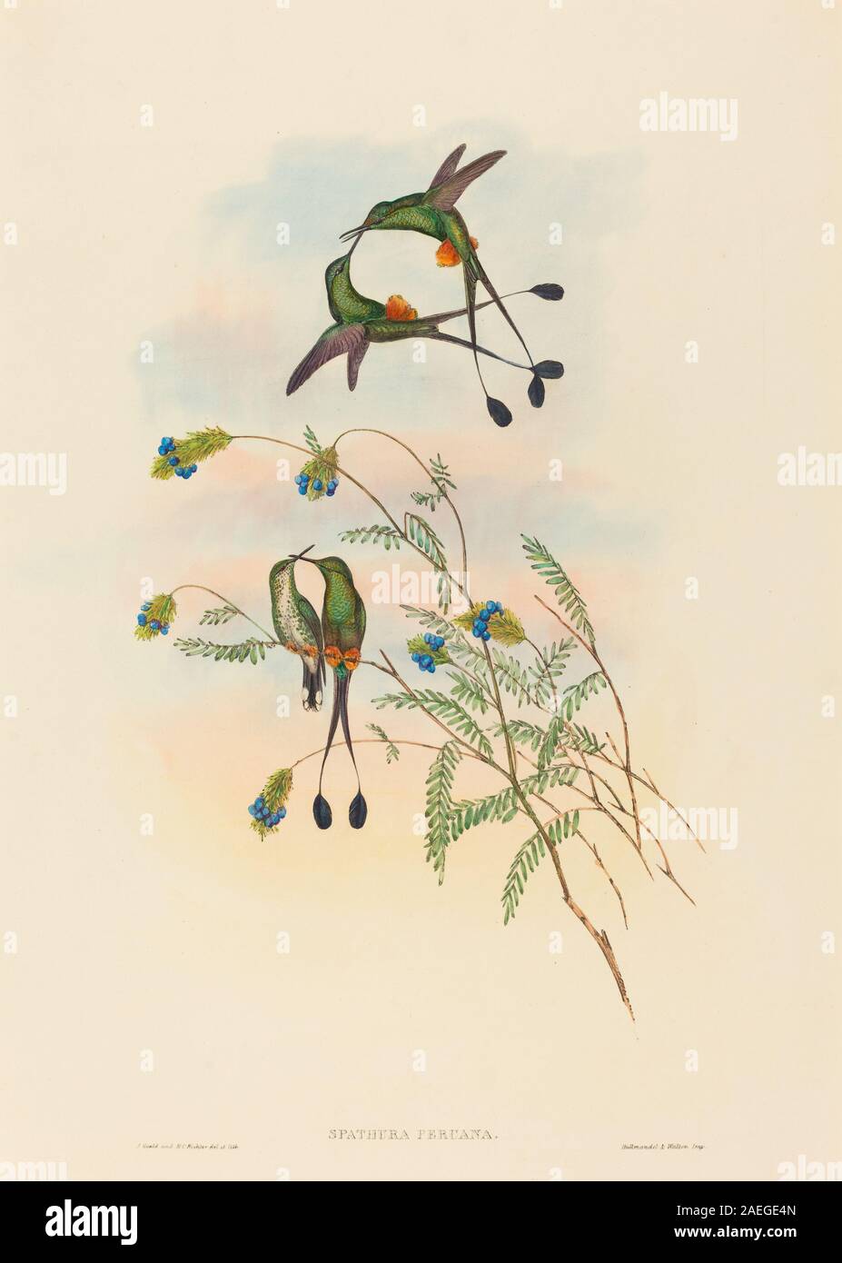 John Gould and HC Richter, Spathura peruana (Peruvian Racket-Tail ...