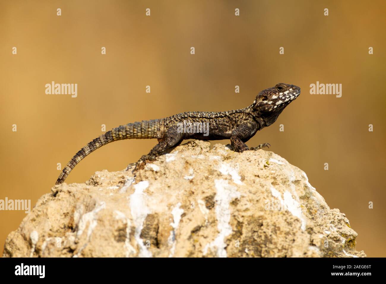 Roughtail rock agama (Laudakia stellio), basking in the sun on a rock ...