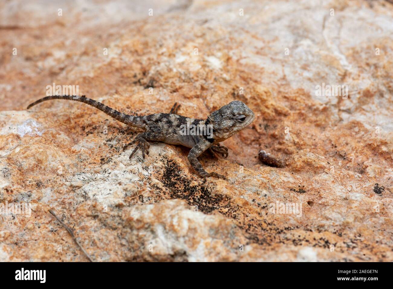 Roughtail rock agama (Laudakia stellio), basking in the sun on a rock ...