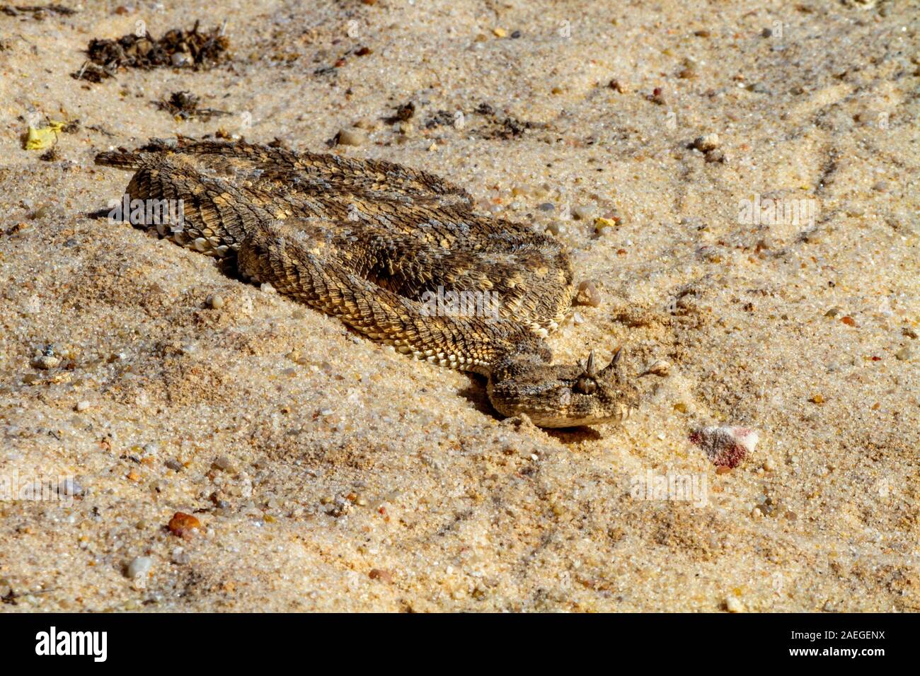 Cerastes cerastes is a venomous viper species native to the deserts of ...