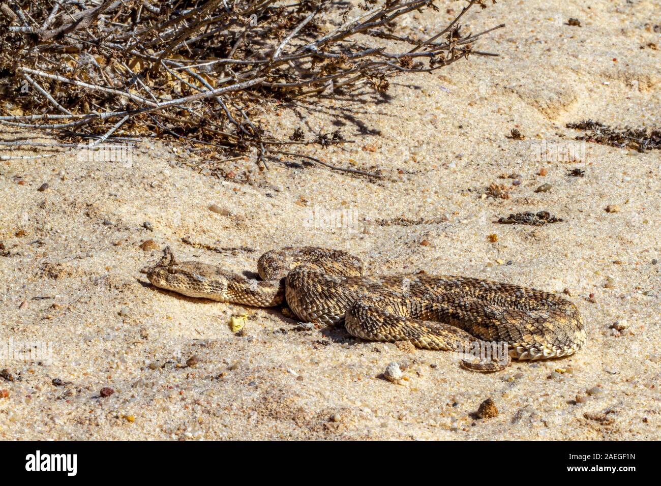 Cerastes cerastes is a venomous viper species native to the deserts of ...