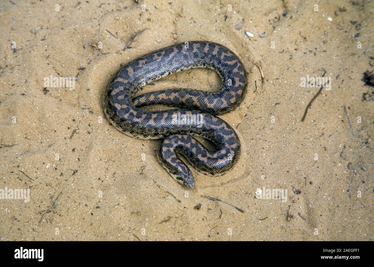 Dangerous snakes of europe hi-res stock photography and images - Alamy