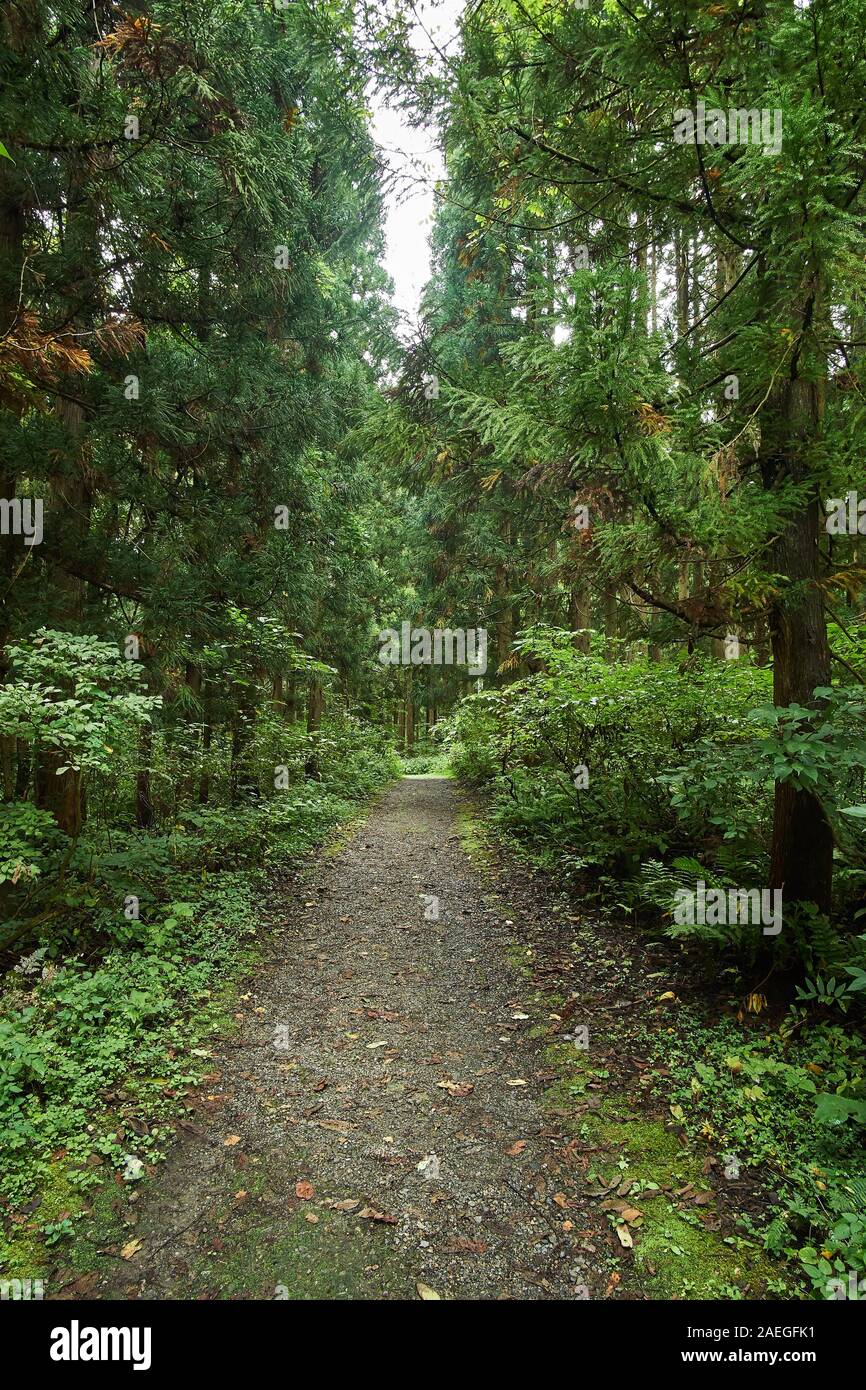 Cryptomeria japonica forest hi-res stock photography and images - Alamy