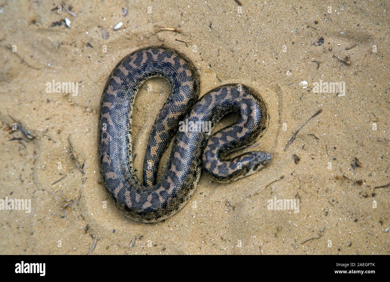 Dangerous snakes of europe hi-res stock photography and images - Alamy