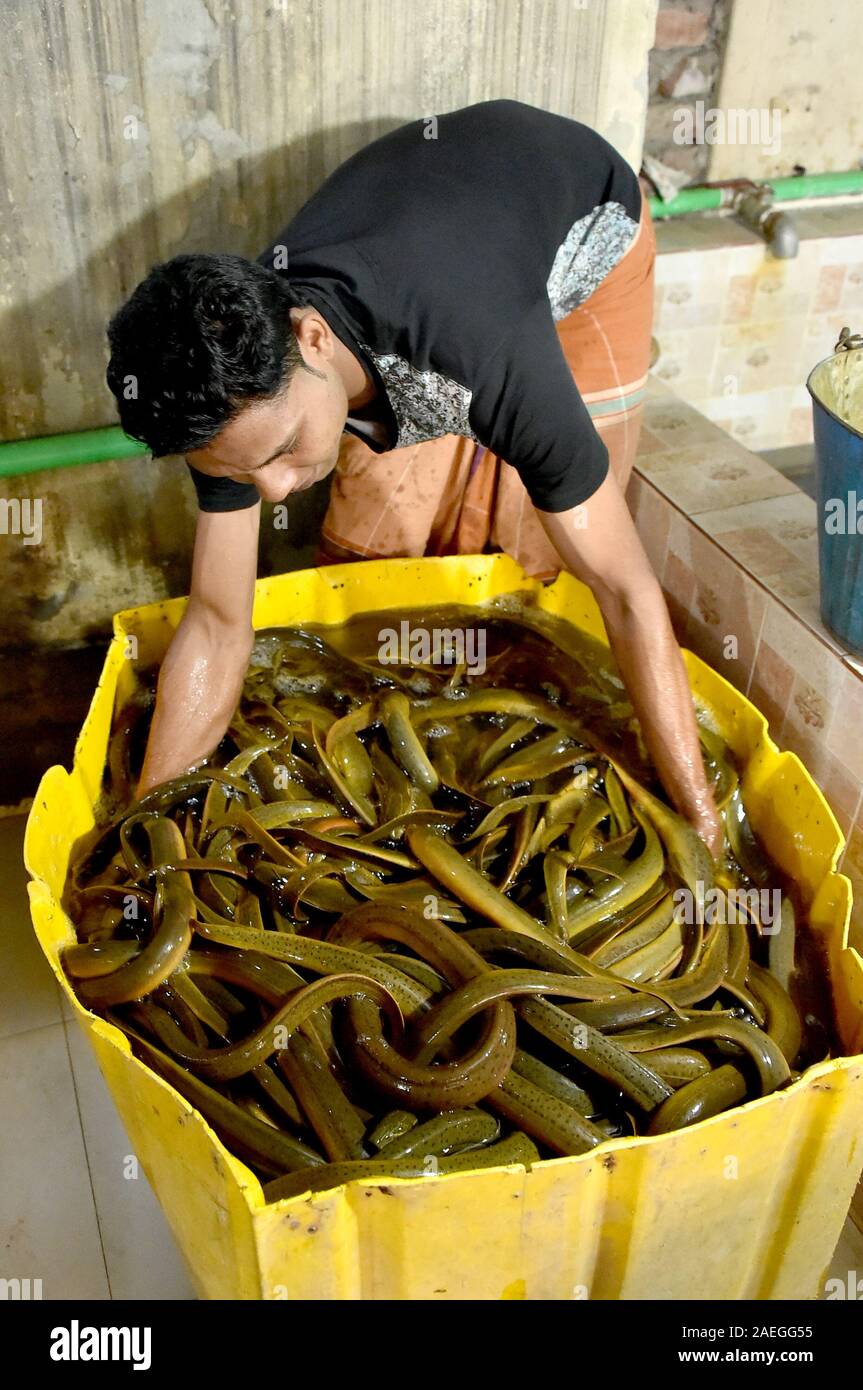 Dhaka, Bangladesh. 9th Dec, 2019. A worker processes eels at a fish ...