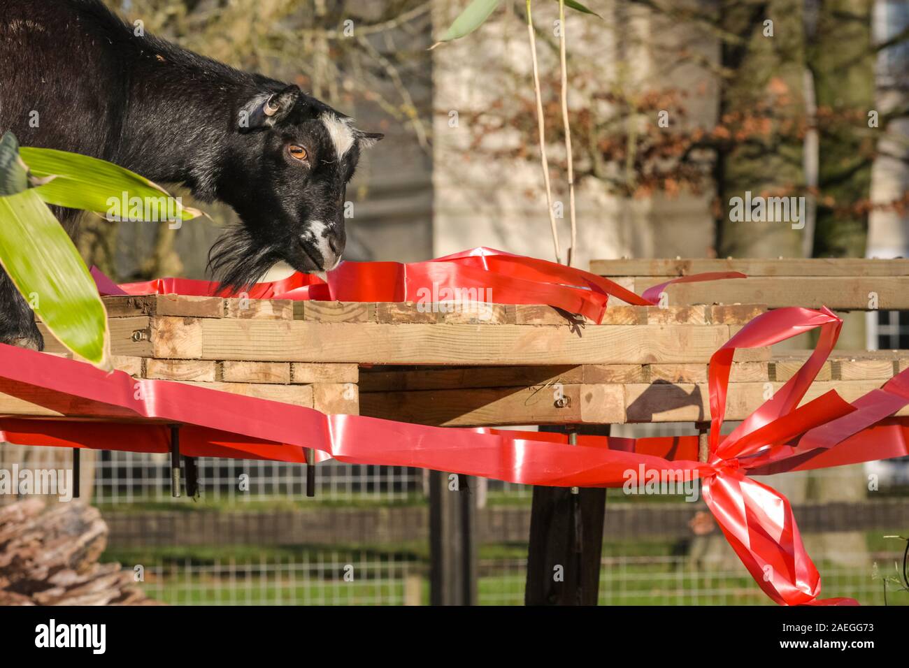 Pygmy goats hi-res stock photography and images - Alamy