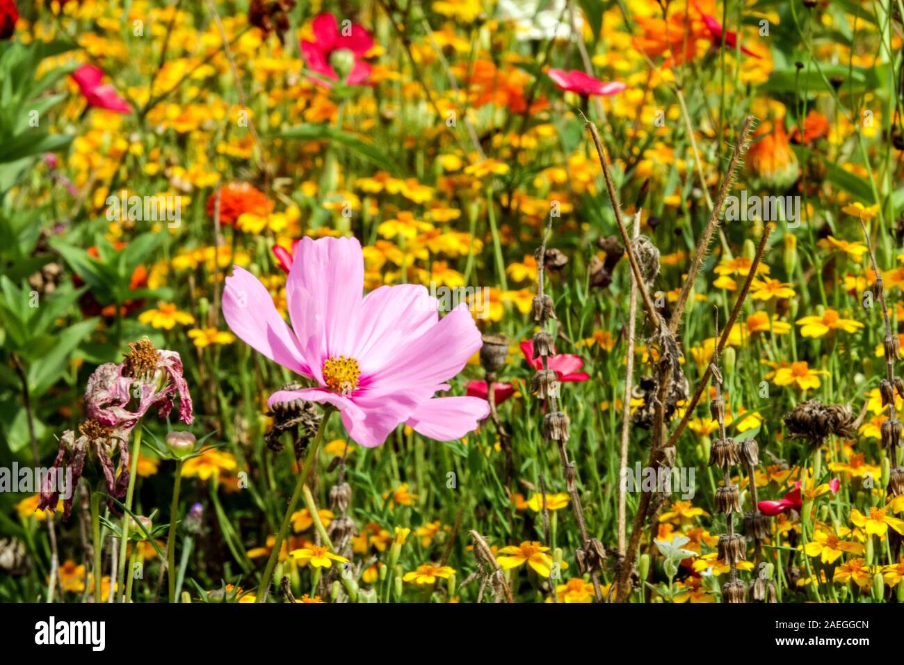Bloom and wild flowers hi-res stock photography and images - Alamy