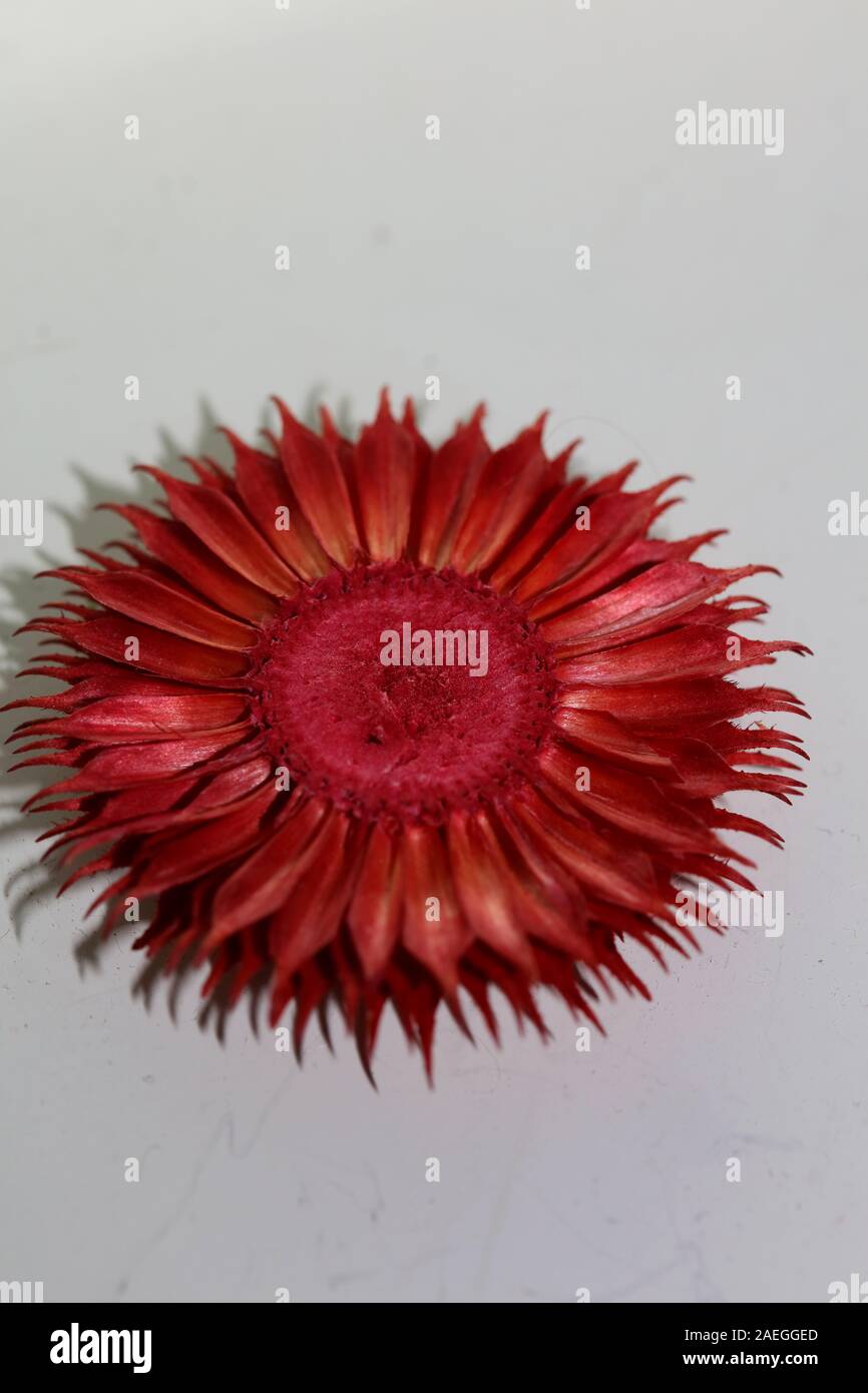 Red round flower blossom potpourri abstract macro background fifty ...