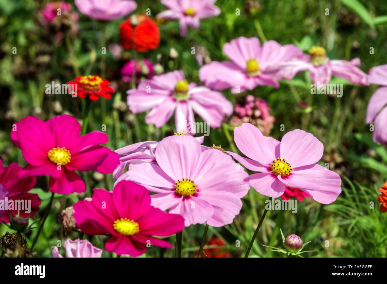 Growing plant in garden Cosmos bipinnatus Stock Photo - Alamy