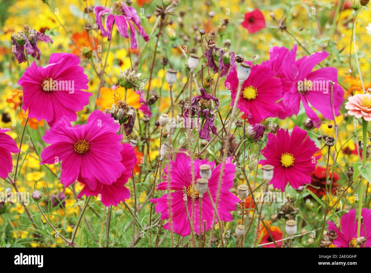 Flowers garden color purple Cosmos bipinnatus Stock Photo - Alamy