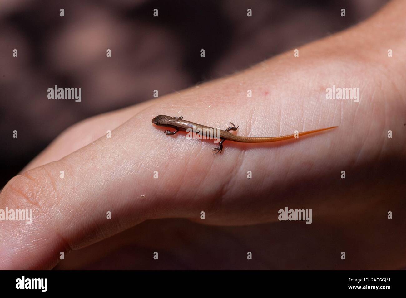 Dwarf mountain palm hi-res stock photography and images - Alamy