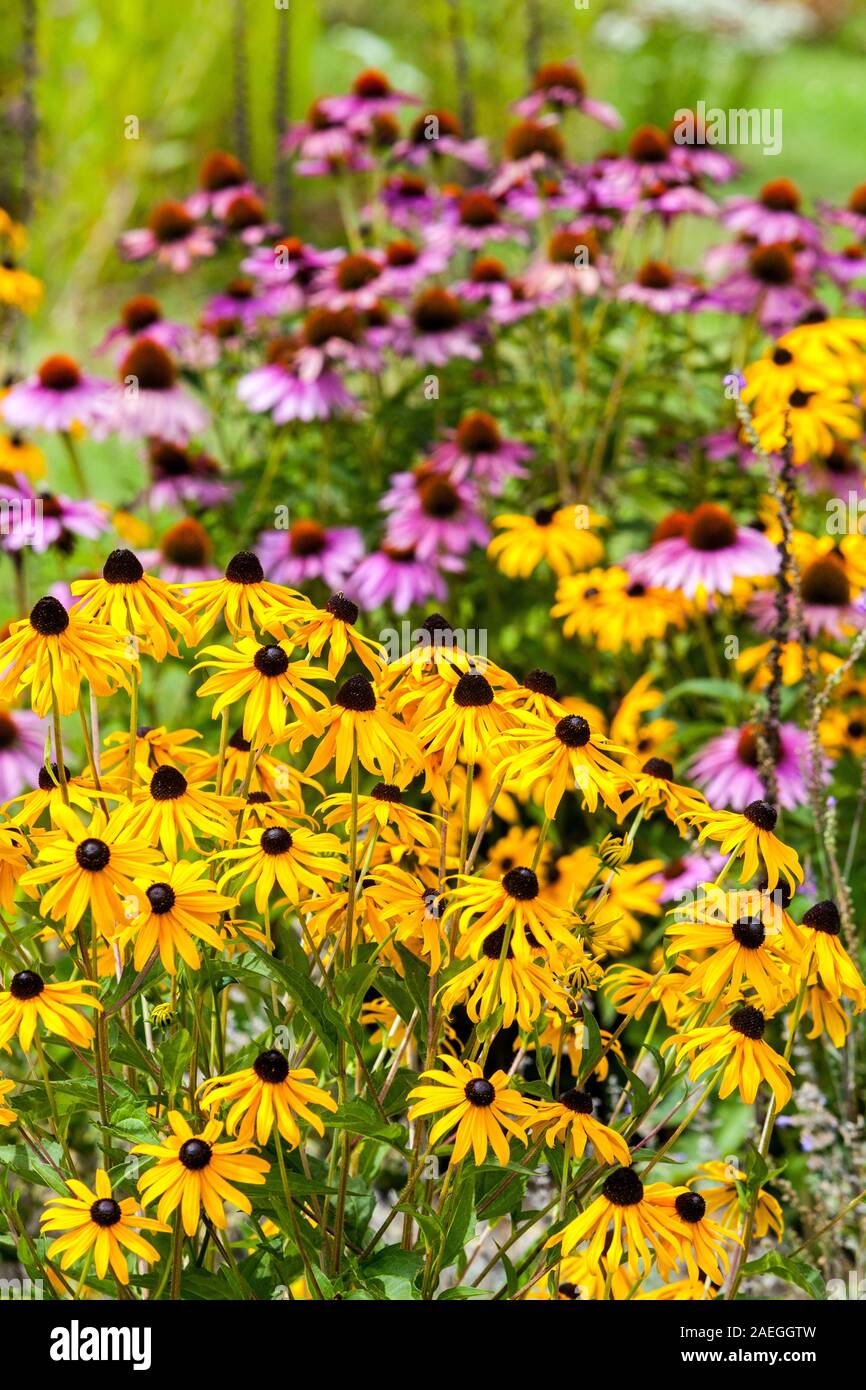 Purple coneflowers mixed Yellow flowers in a border Echinacea Rudbeckia ...