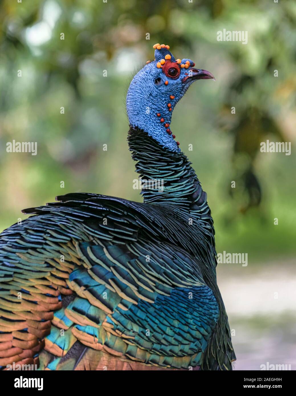 Guatemalan fauna hi-res stock photography and images - Alamy