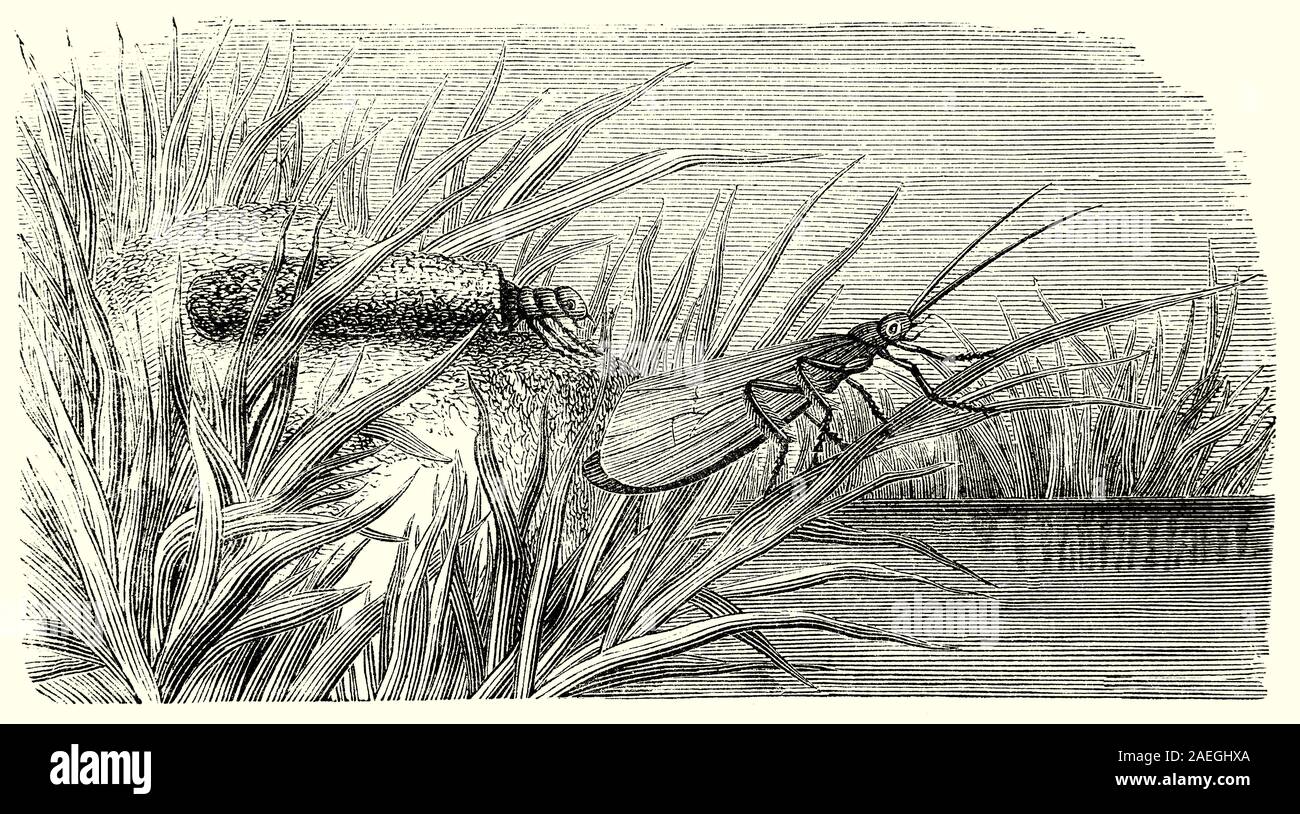 Caddis fly larva hi-res stock photography and images - Alamy