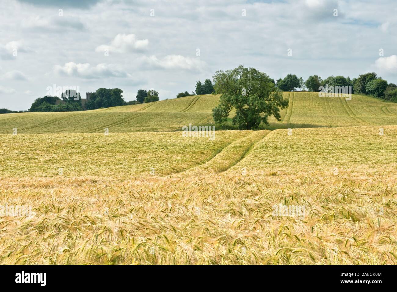 Farm landscape and fields of barley. North Yorkshire, England Stock ...