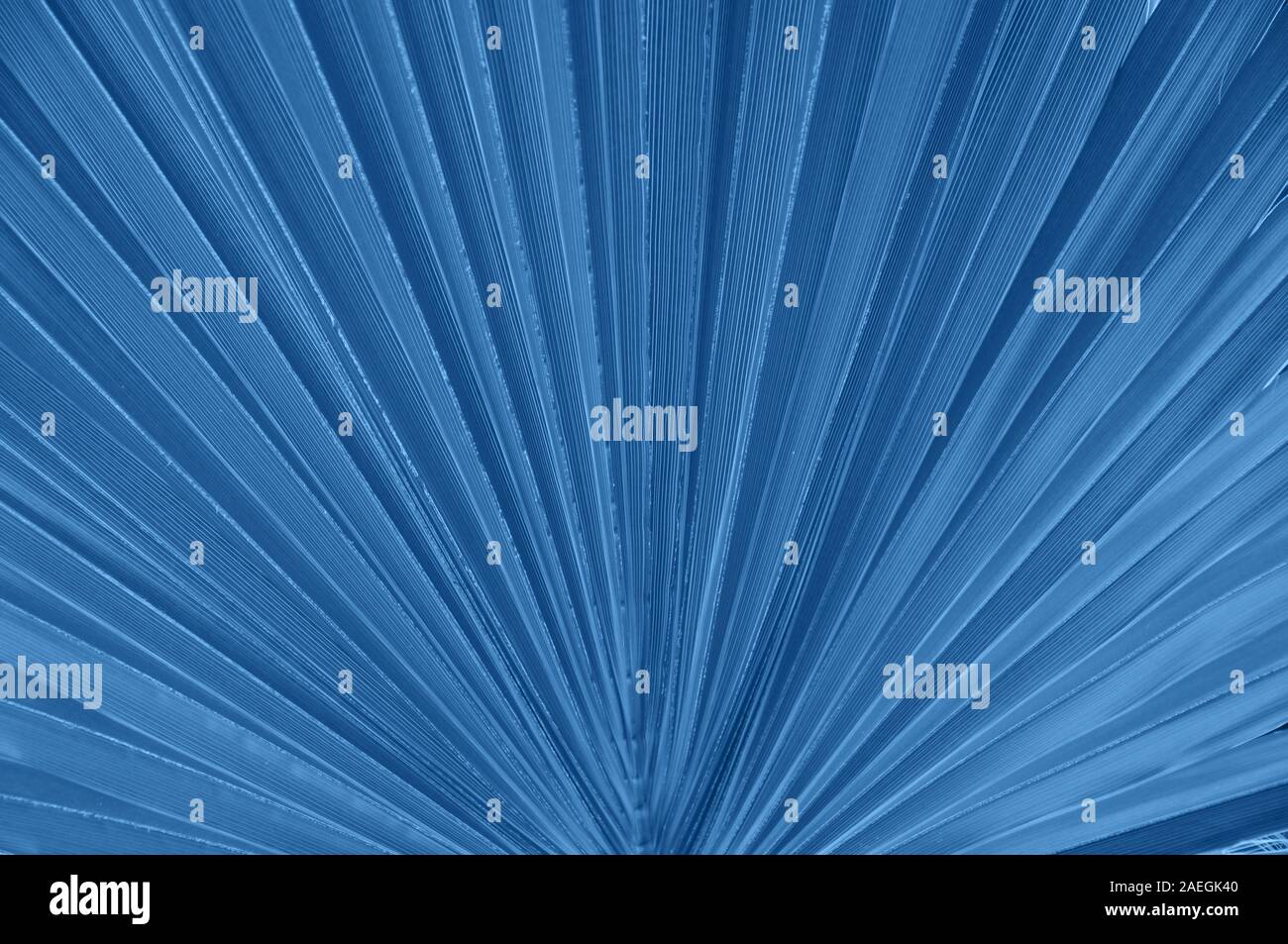 Color palm hi-res stock photography and images - Alamy