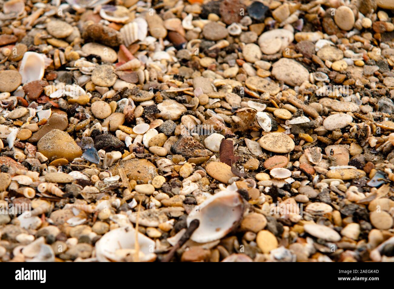 some shells arrive on the beach Stock Photo - Alamy