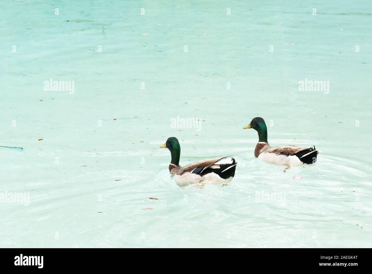 Real bird hi-res stock photography and images - Alamy