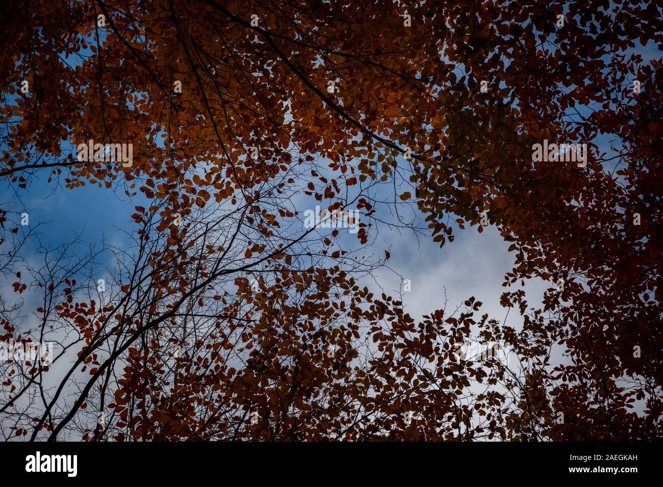 Bottom view of the tops of trees in the autumn forest. Splendid morning ...
